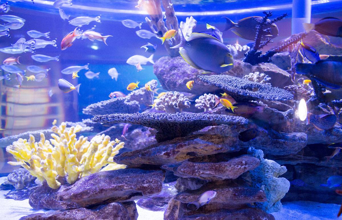 Filtration de l'aquarium - Zolux