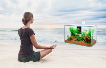 Entretien des poissons rouge - Zolux