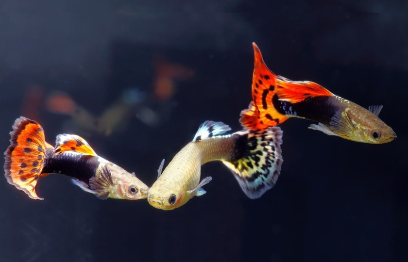 Aquariums IDROMAX Volume XXL - ZOLUX