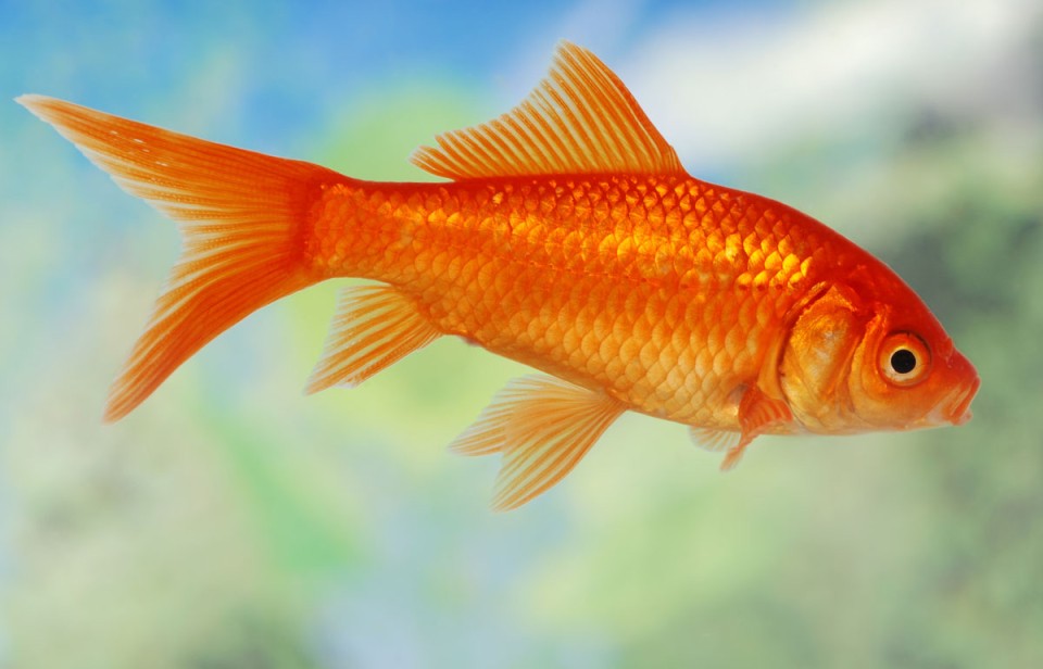 Habitat du poisson rouge - Zolux