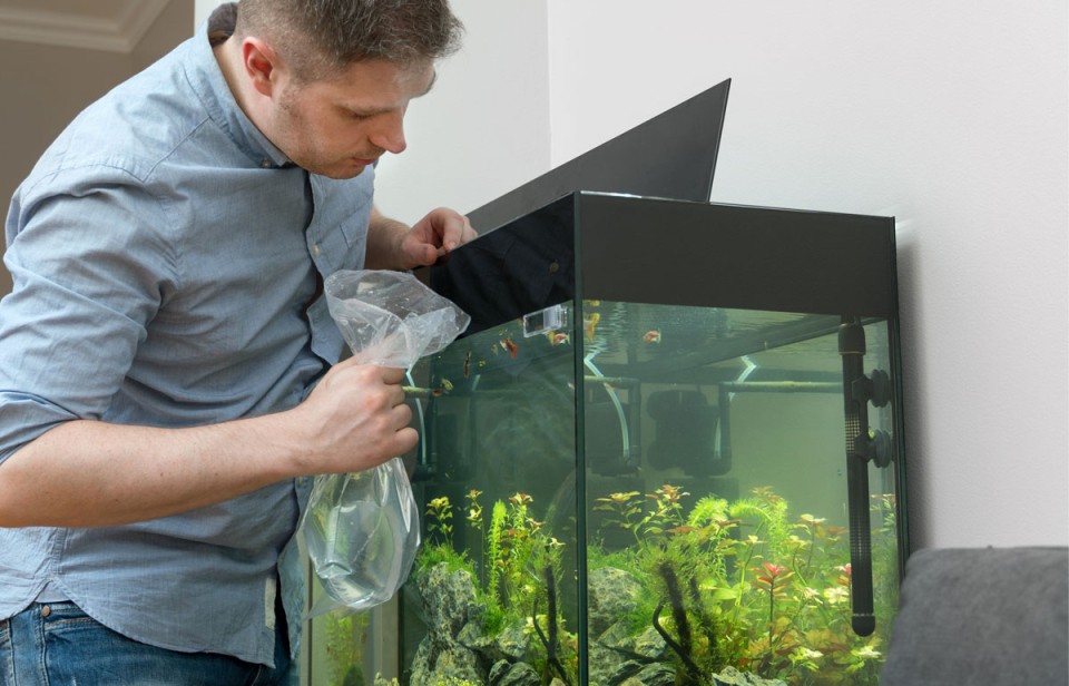 Entretien des poissons rouge - Zolux