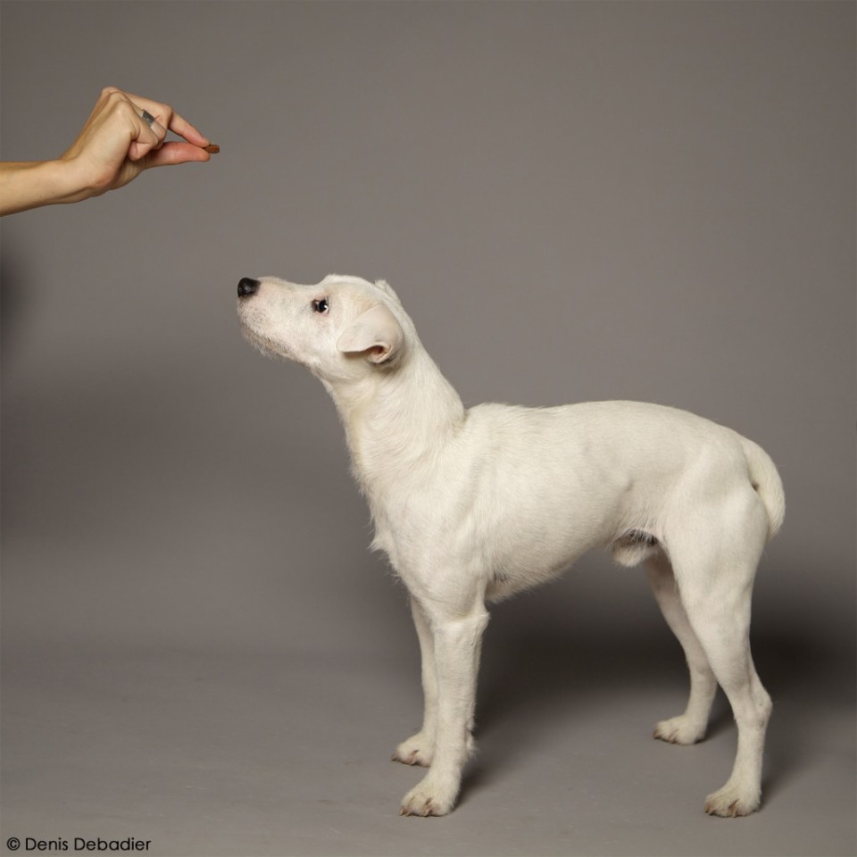 J'apprends à mon chien : "assis" - Zolux