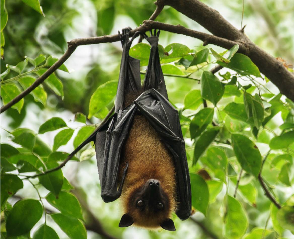 Comment attirer les chauves-souris dans son jardin : 7 astuces| Zolux